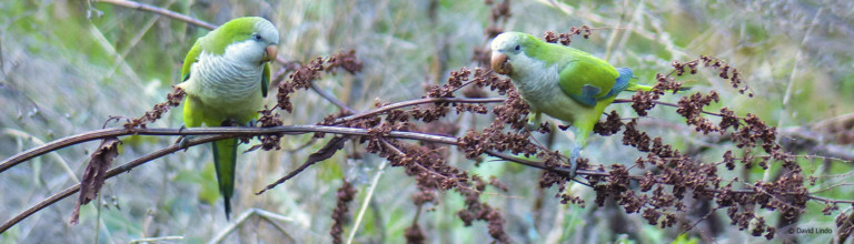 Monk (Quaker) Parakeets in New York City – The Urban Birder World